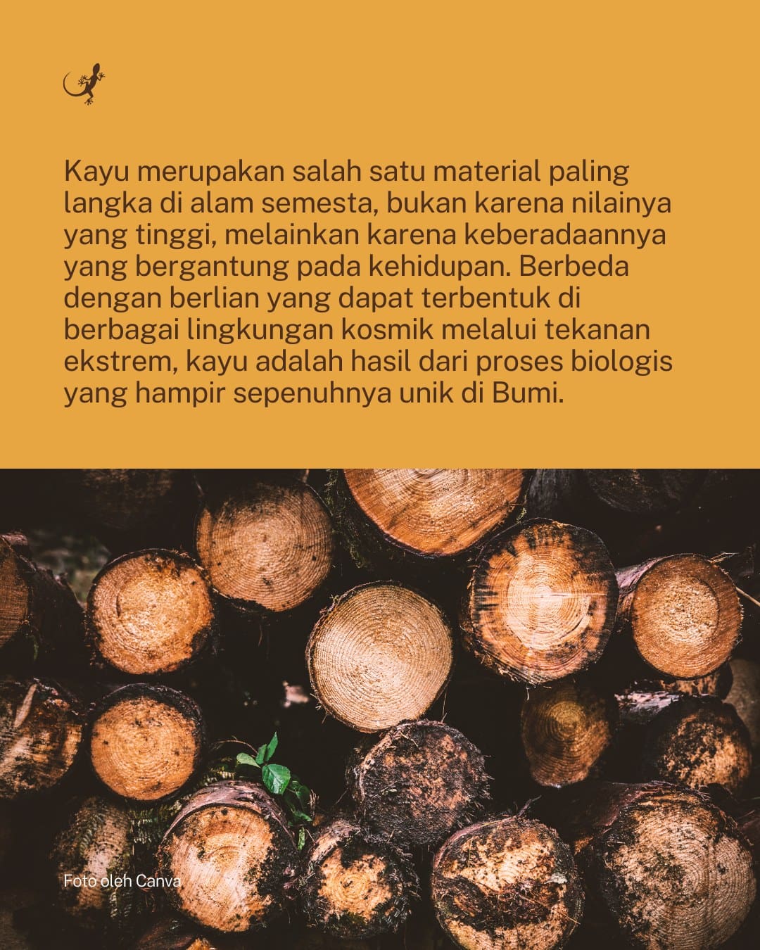 Kayu si Material Paling Langka di Alam Semesta yang Hanya Tumbuh di Bumi!