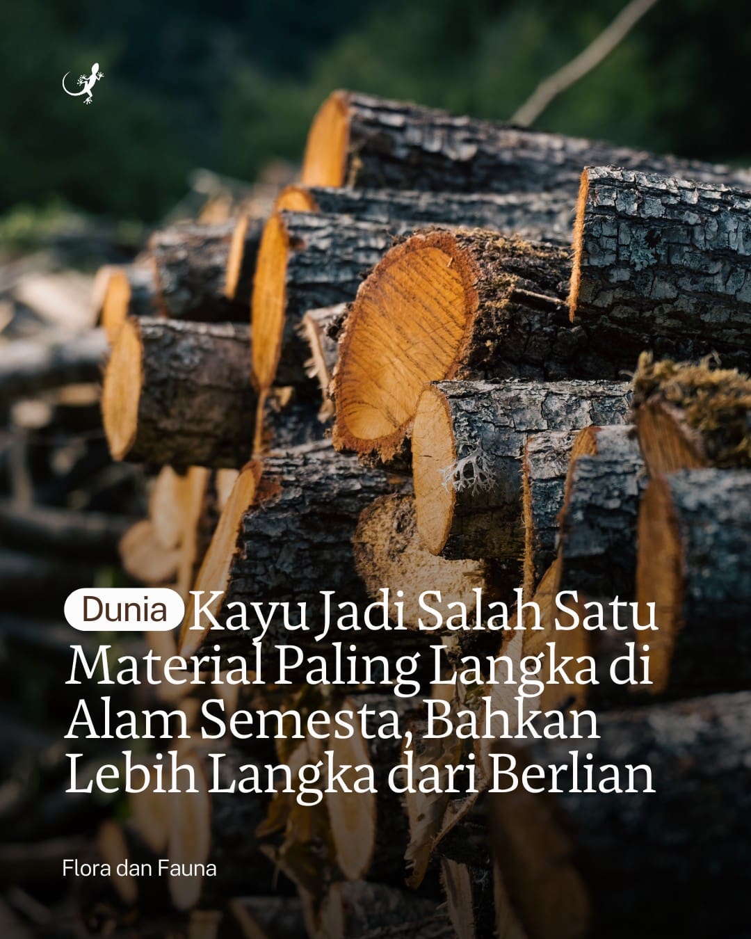 Kayu si Material Paling Langka di Alam Semesta yang Hanya Tumbuh di Bumi!
